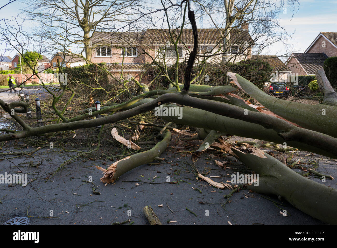 A fallen beech tree caused by Storm Henry in Haughton Lane, Shifnal ...