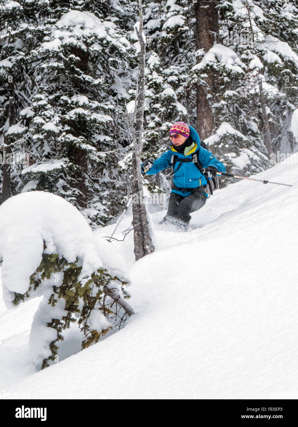 Female backcountry skier in fresh powder snow; Selkirk Mountains near ...