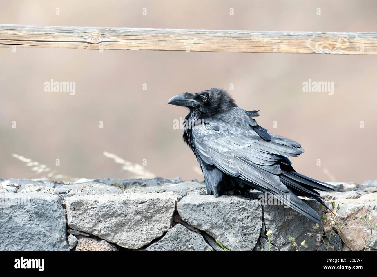 Raven, Fuerteventura, Spain Stock Photo - Alamy