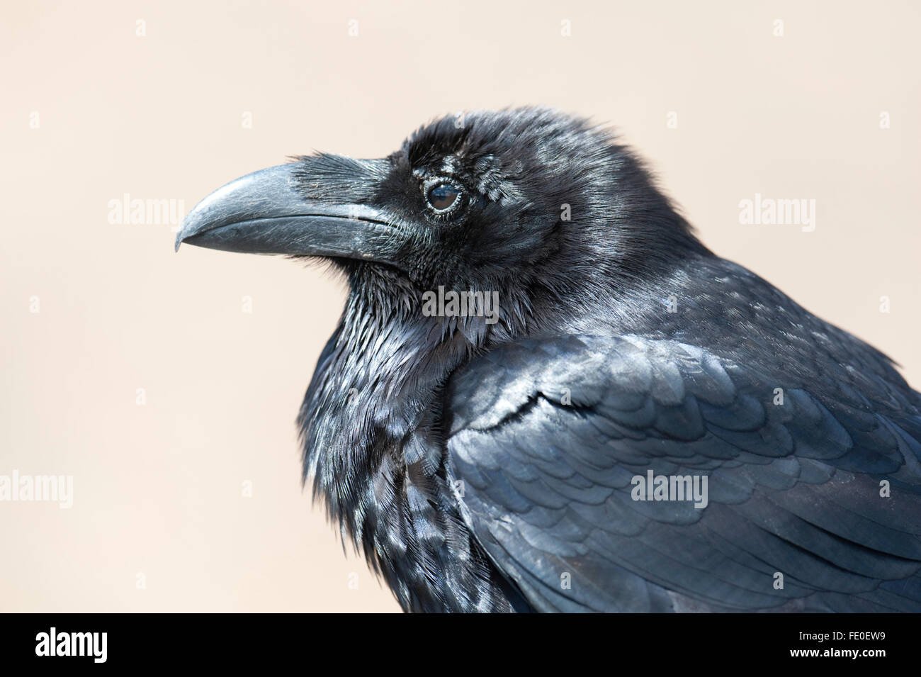 Raven hi-res stock photography and images - Alamy