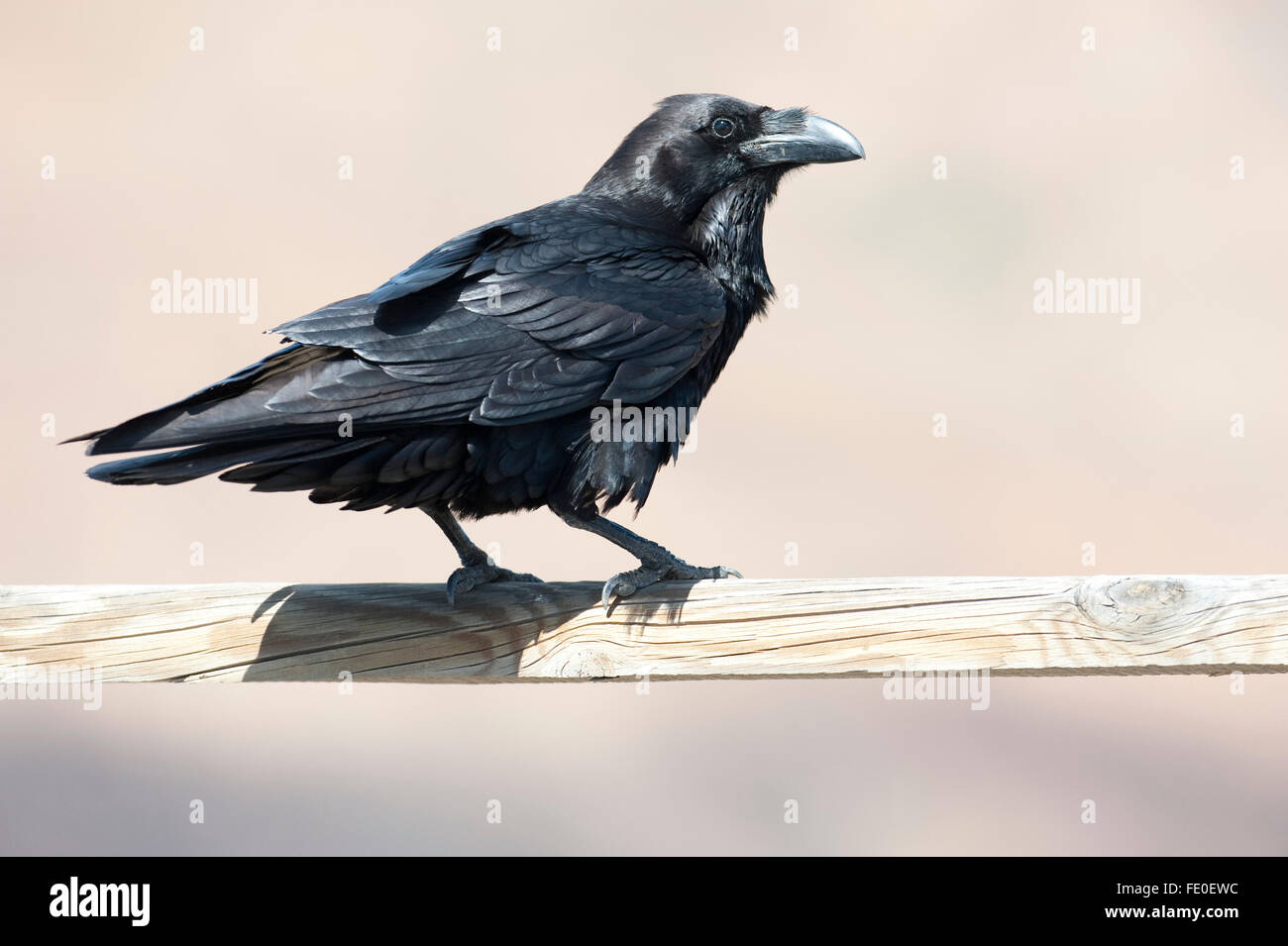 Raven hi-res stock photography and images - Alamy