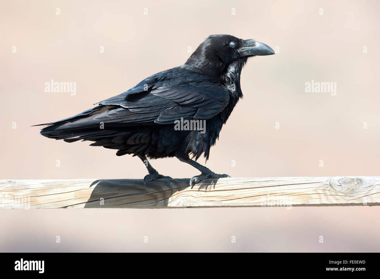 Raven islands hi-res stock photography and images - Alamy