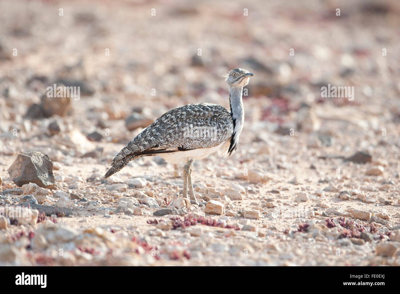 Houbara bustard hi-res stock photography and images - Alamy