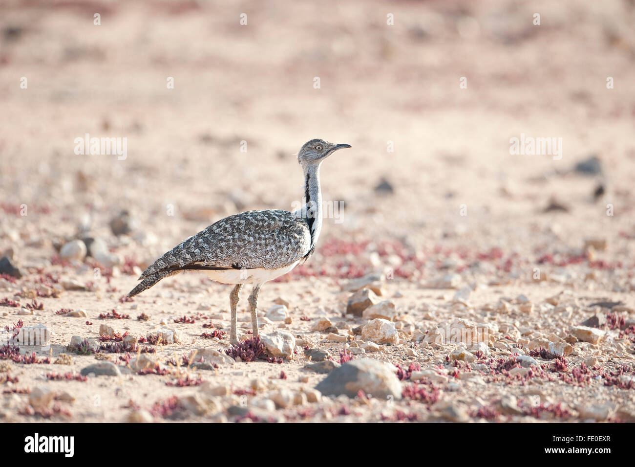 Houbara Bustard, Fuerteventura, Spain Stock Photo - Alamy
