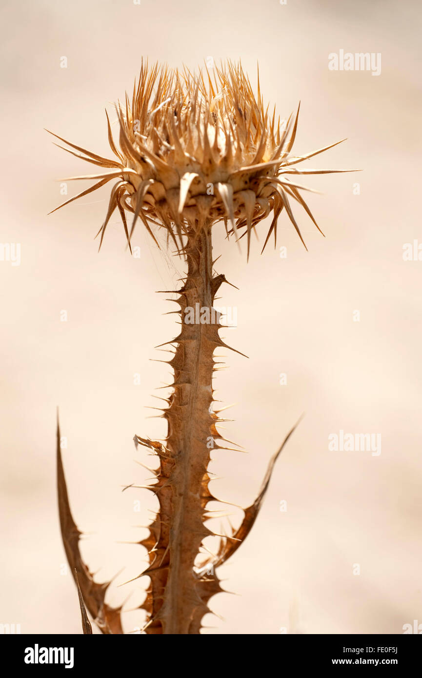 Dry Spiny plant, Morocco Stock Photo - Alamy