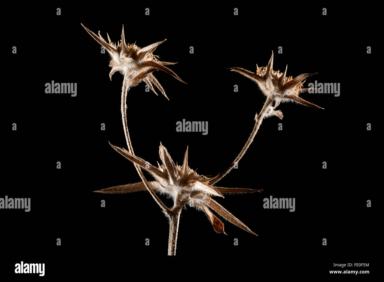 Dry Spiny plant, Morocco Stock Photo - Alamy