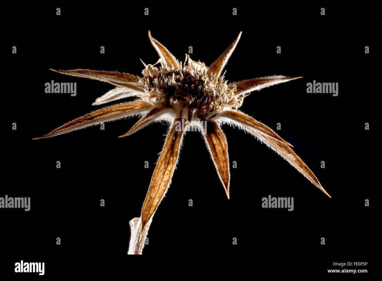 Dry Spiny plant, Morocco Stock Photo - Alamy