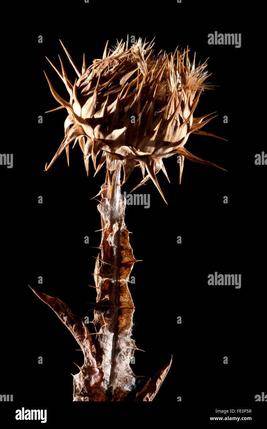 Dry Spiny plant, Morocco Stock Photo - Alamy