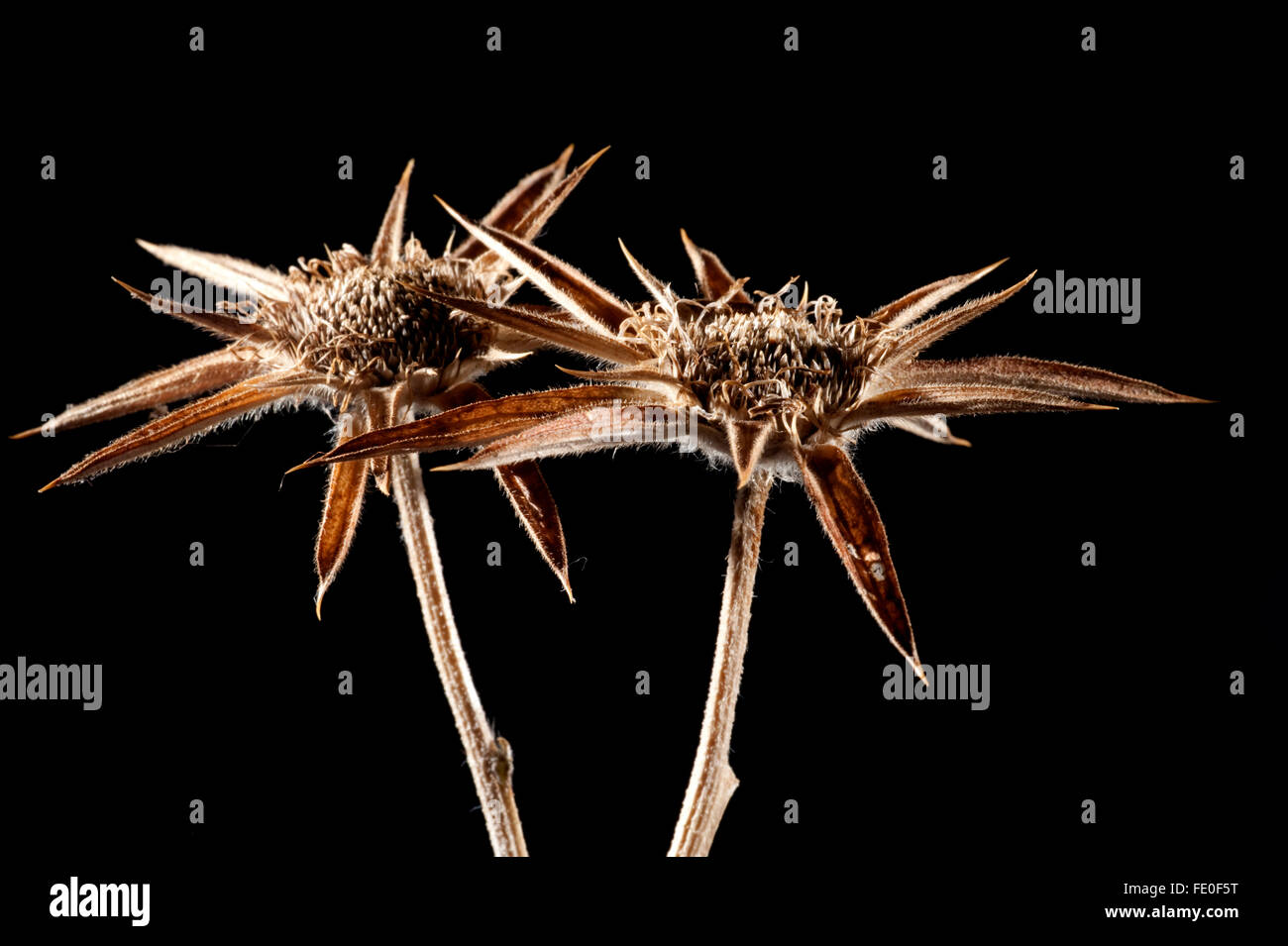 Dry Spiny plant, Morocco Stock Photo - Alamy