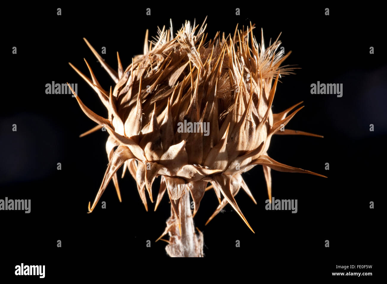 Dry Spiny plant, Morocco Stock Photo - Alamy