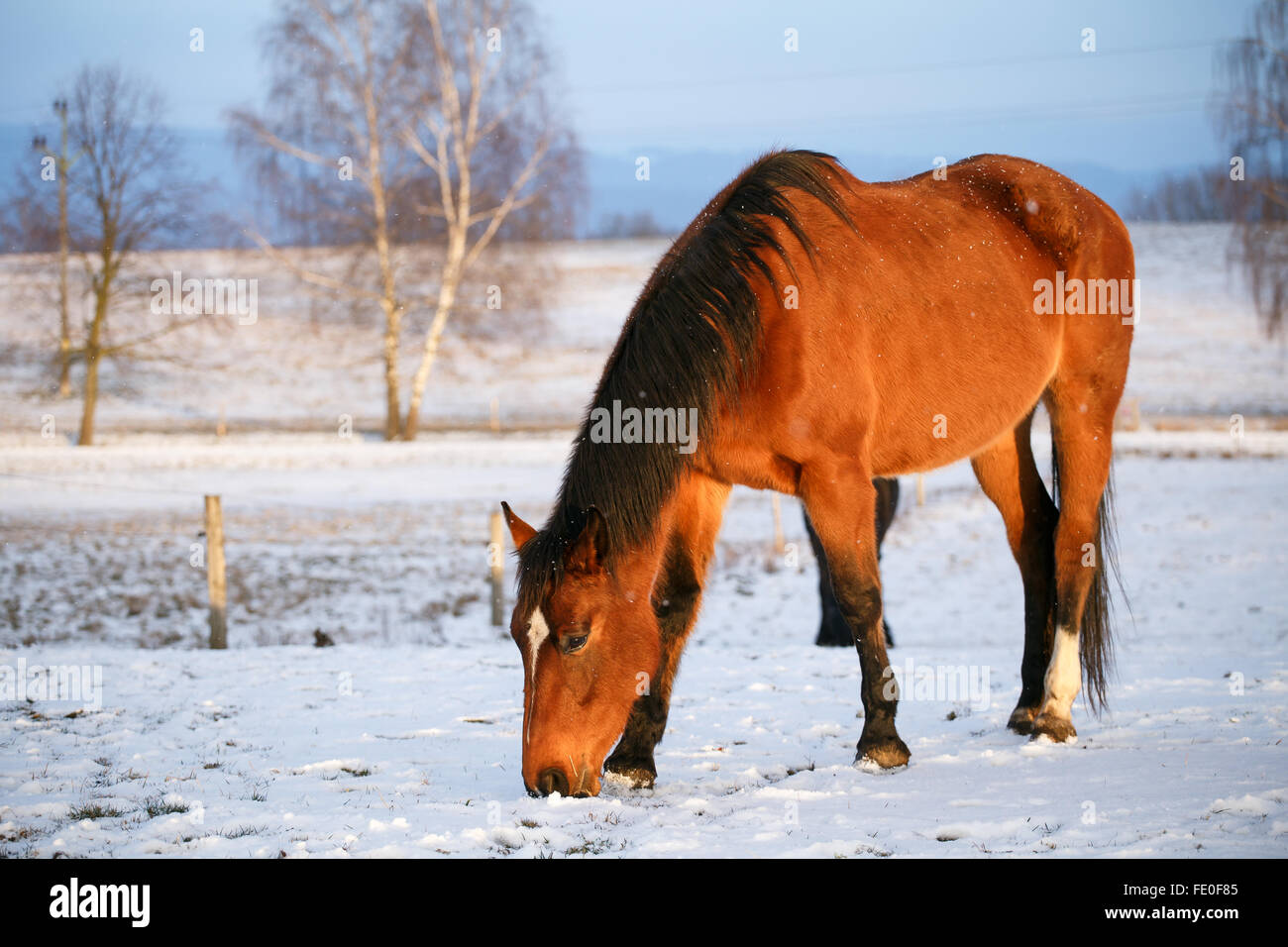 Handsome brown horse hi-res stock photography and images - Alamy