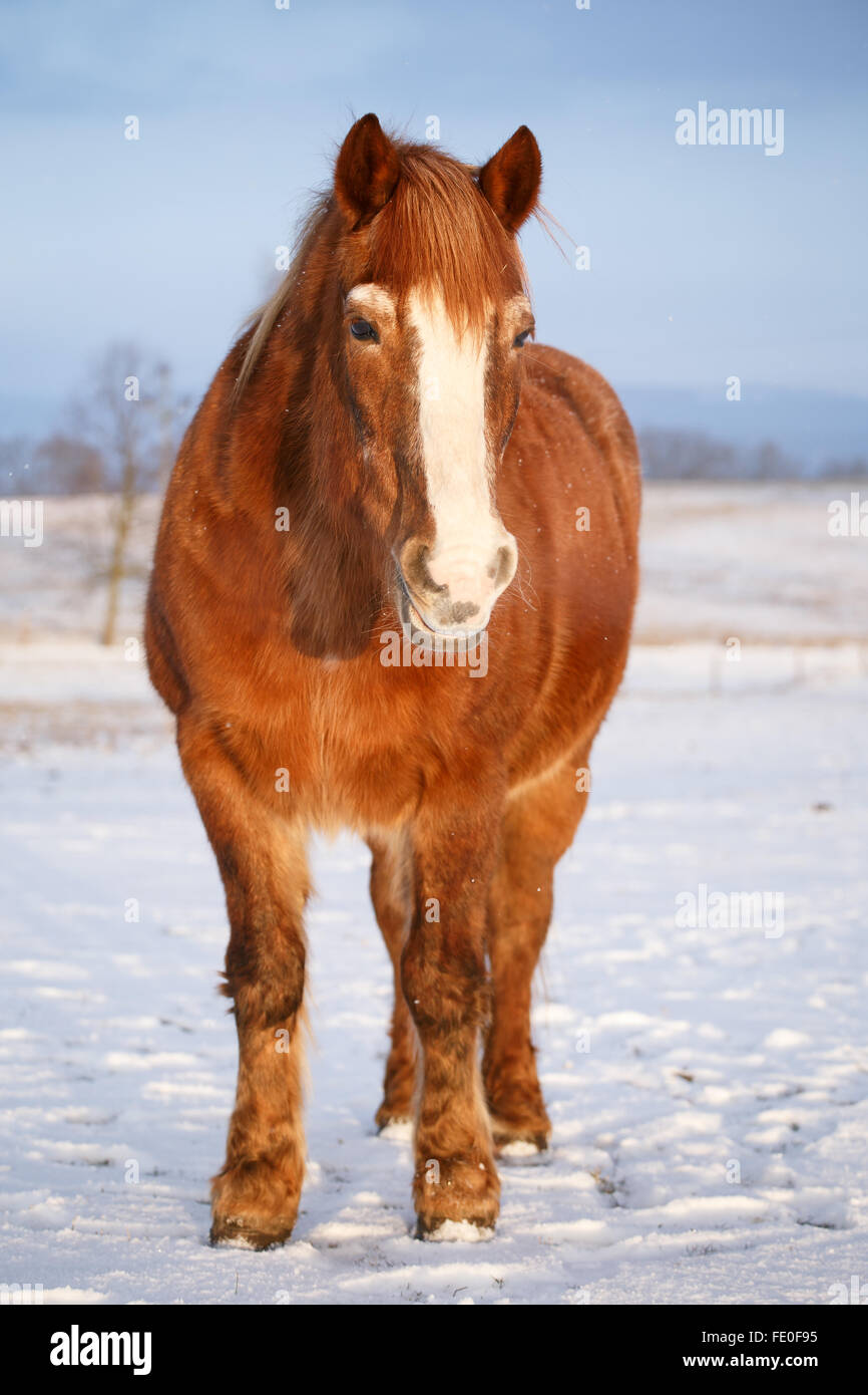 Freezing weather horse hi-res stock photography and images - Alamy