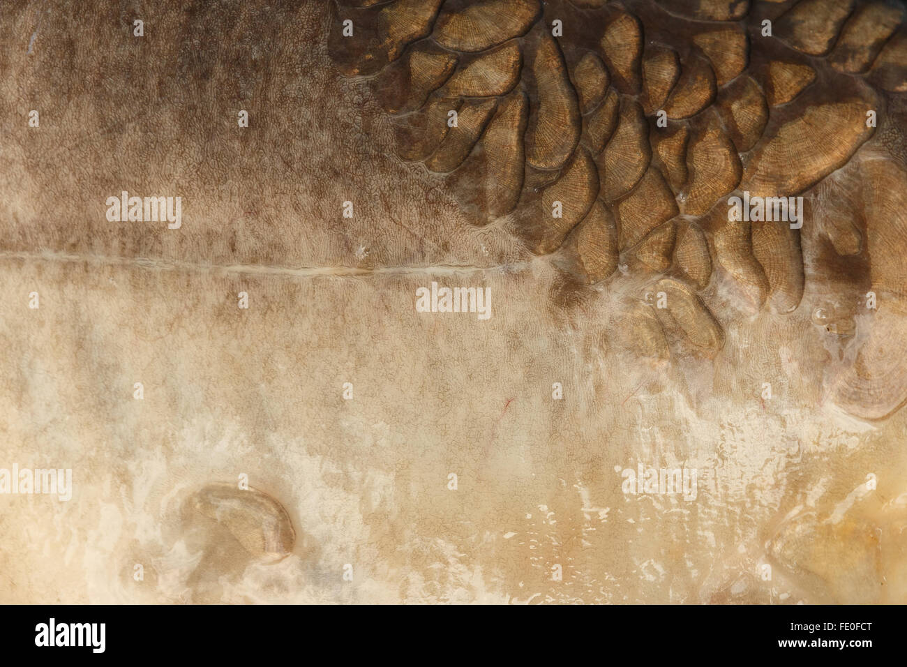 Close up of skin and scale of mirror carp Stock Photo - Alamy