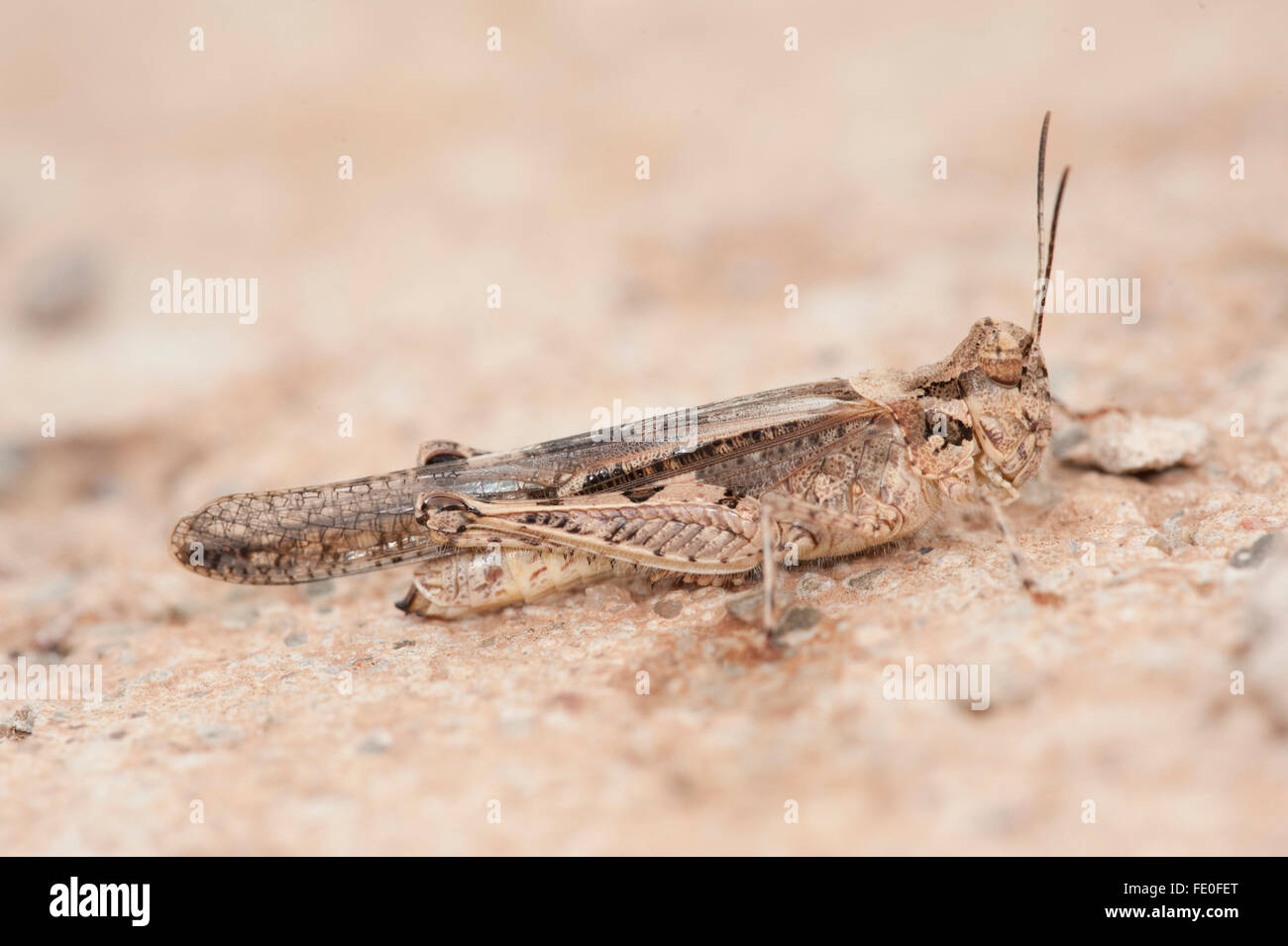 Egyptian locust, Anacridium aegyptium, Morocco Stock Photo - Alamy