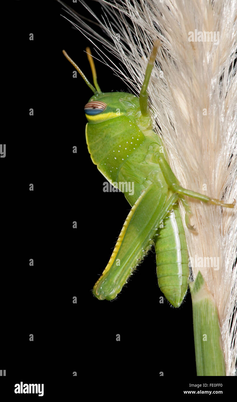 Egyptian locust, Anacridium aegyptium, Morocco Stock Photo - Alamy