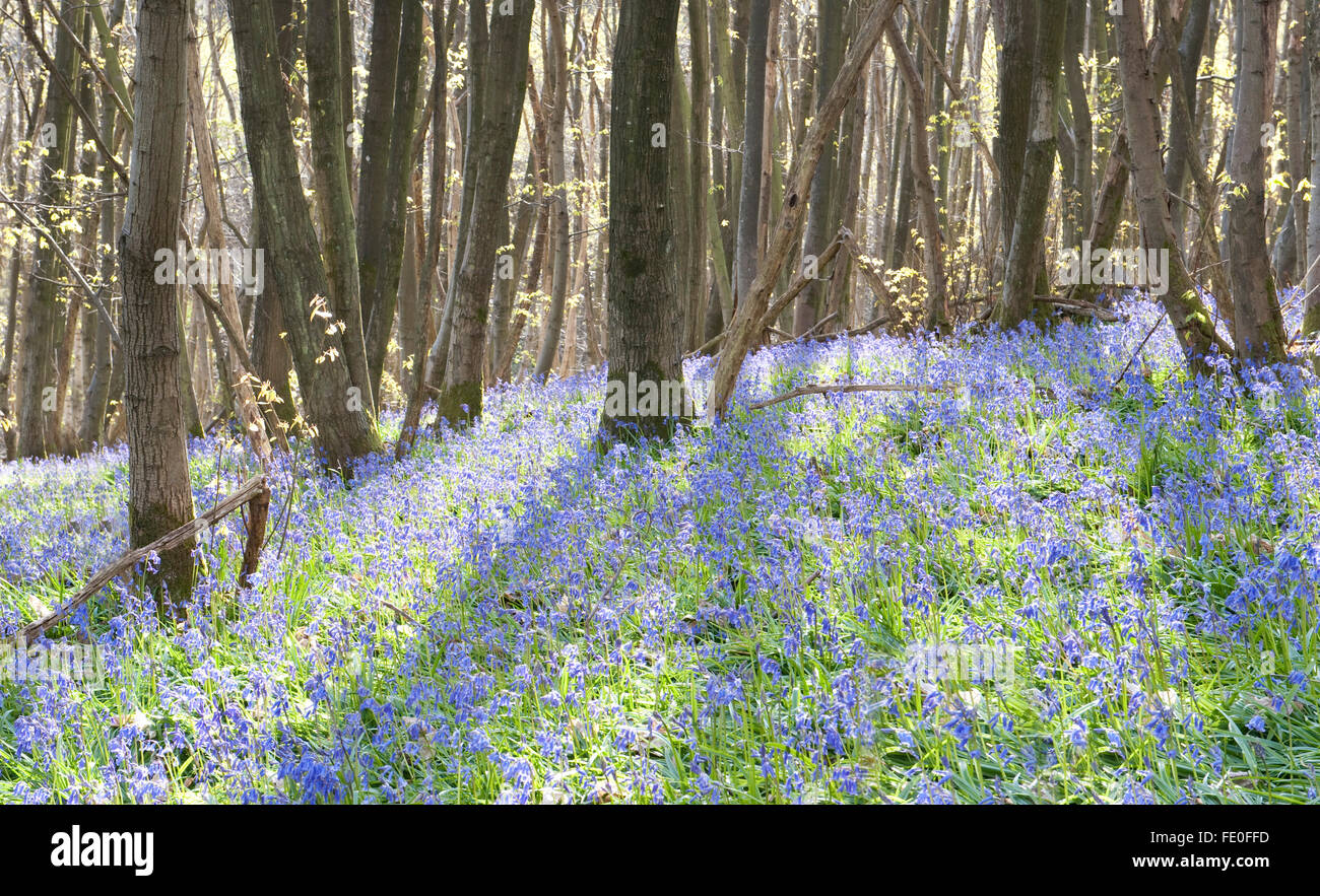 Kent scenery hi-res stock photography and images - Alamy