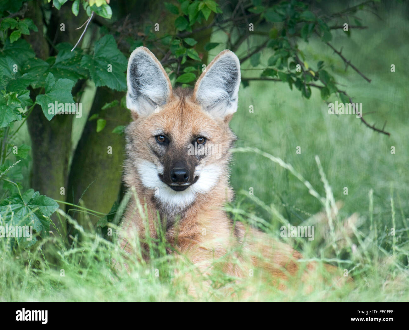 Maned Wolf, Chrysocyon brachyurus, South America Stock Photo - Alamy
