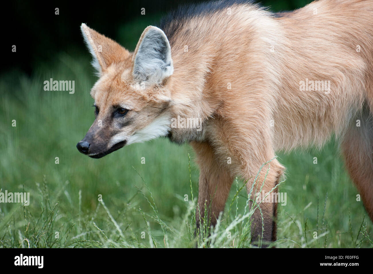 Maned Wolf, Chrysocyon brachyurus, South America Stock Photo - Alamy