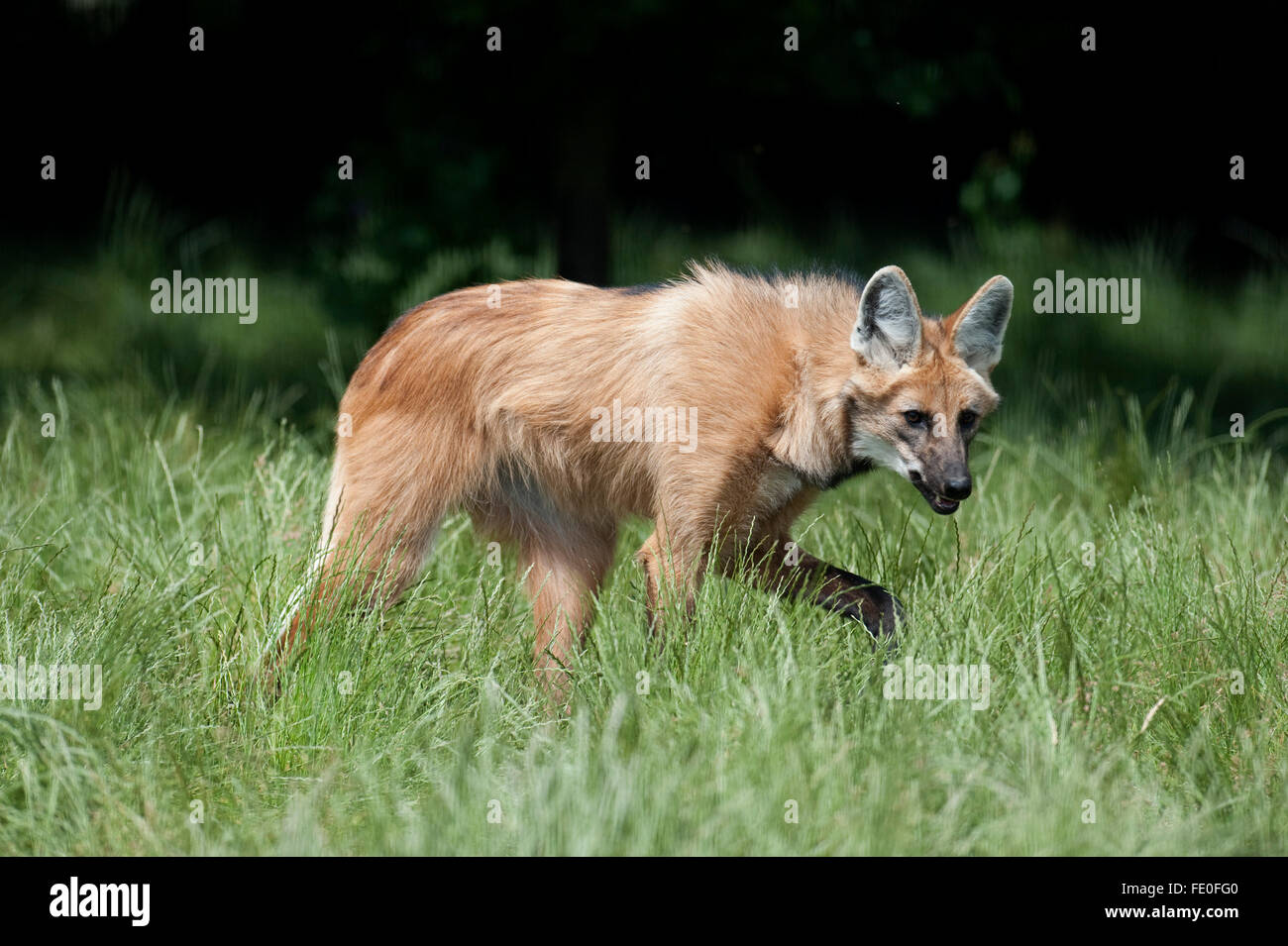 Maned Wolf, Chrysocyon brachyurus, South America Stock Photo - Alamy