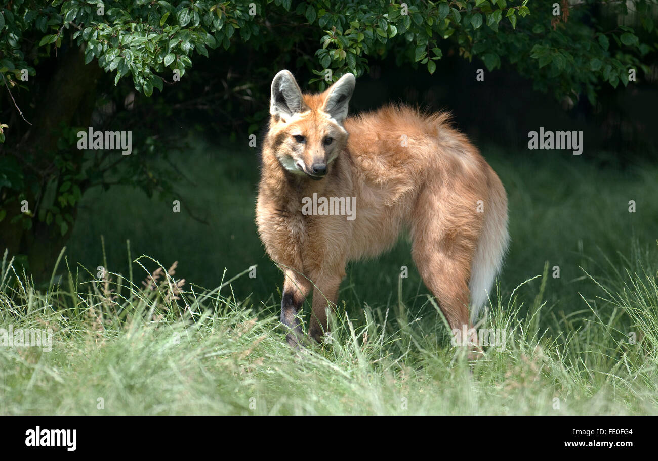 Maned Wolf, Chrysocyon brachyurus, South America Stock Photo - Alamy