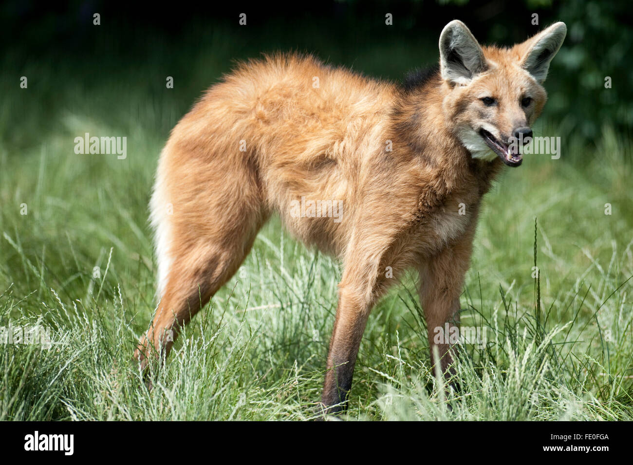 Maned wolf chrysocyon brachyurus hi-res stock photography and images ...