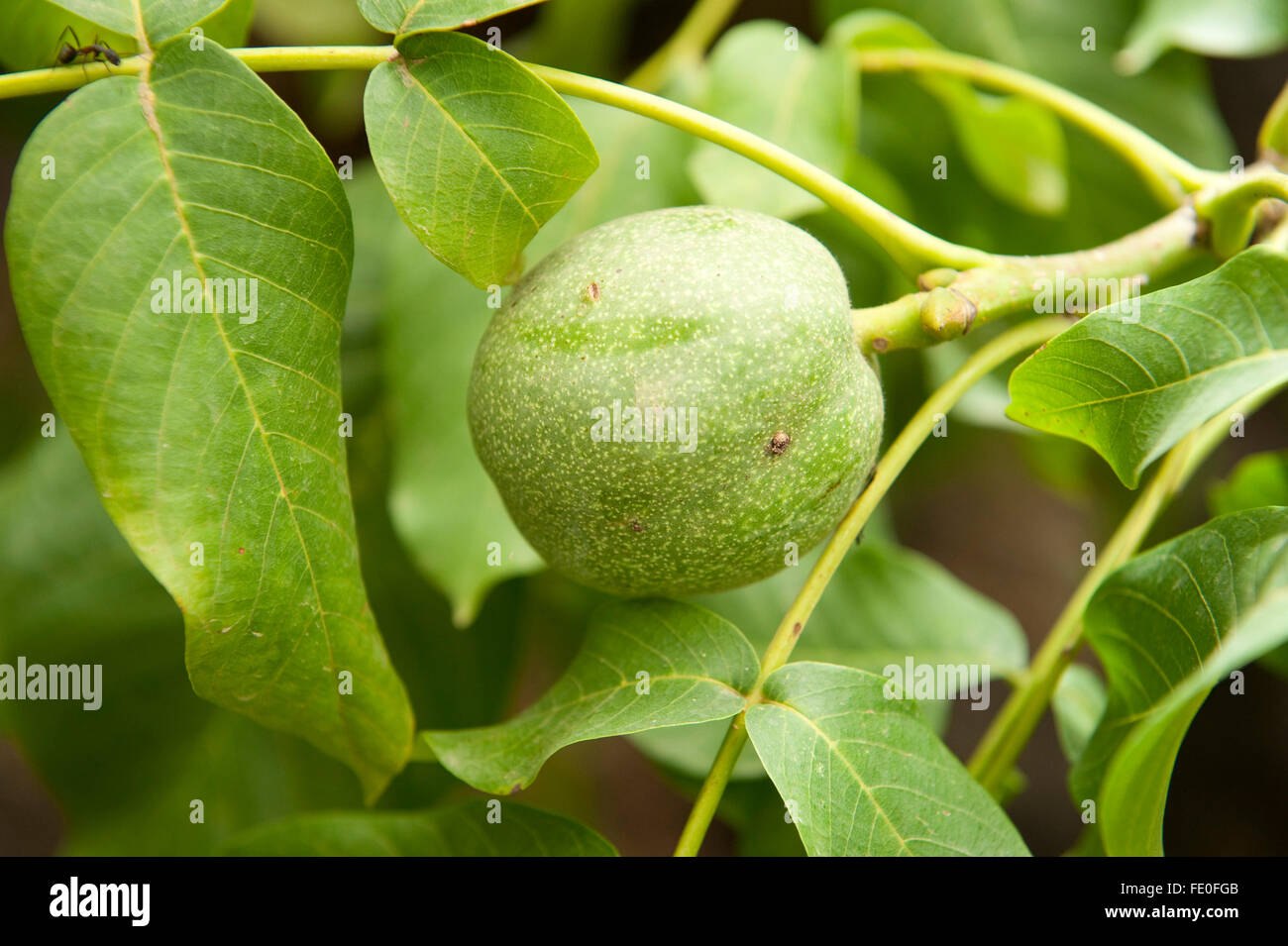 Morocco fruit tree hi-res stock photography and images - Alamy
