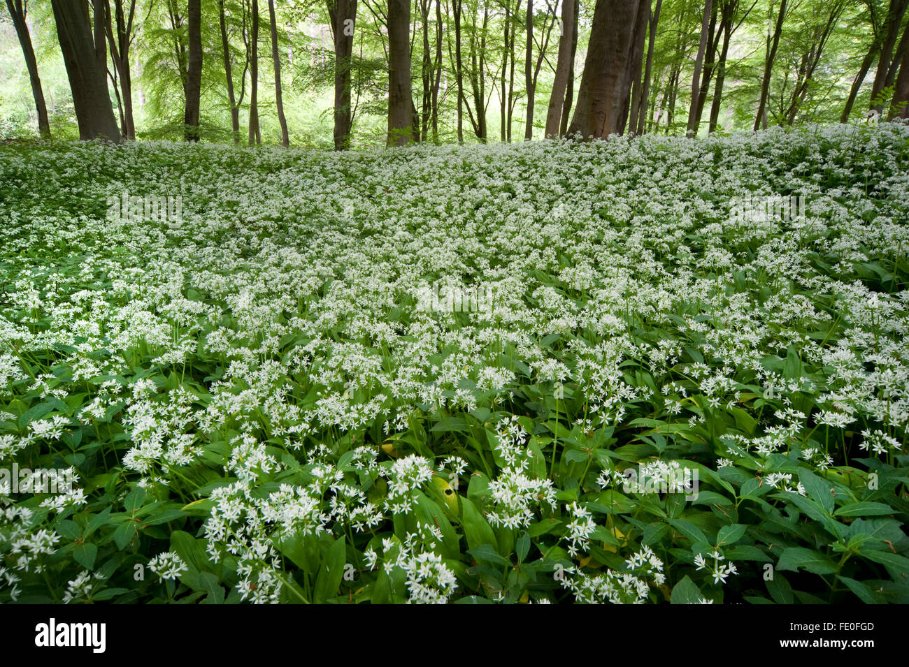 Wild garlic ramsons known hi-res stock photography and images - Alamy