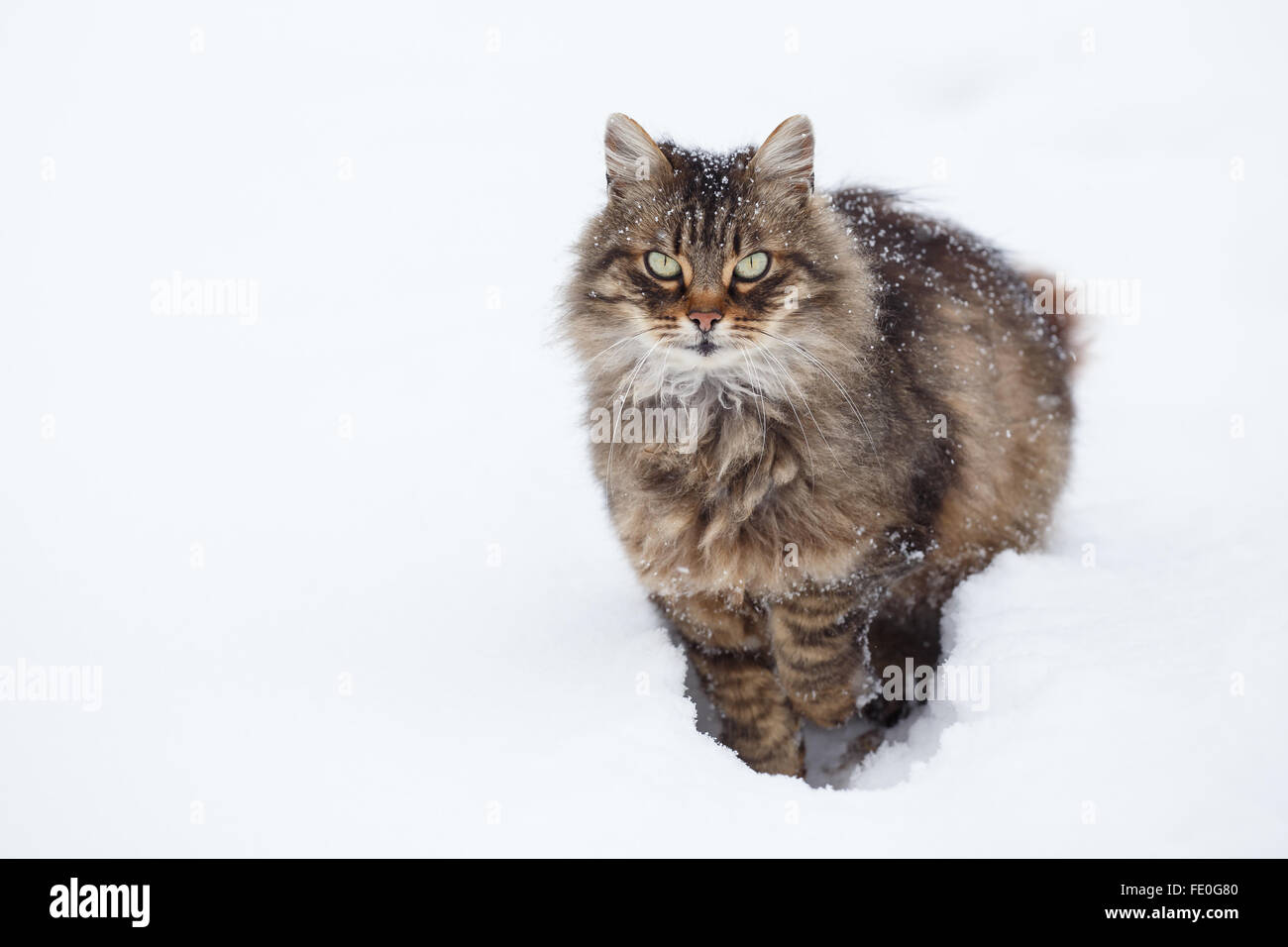 Tabby cat in snow Stock Photo - Alamy