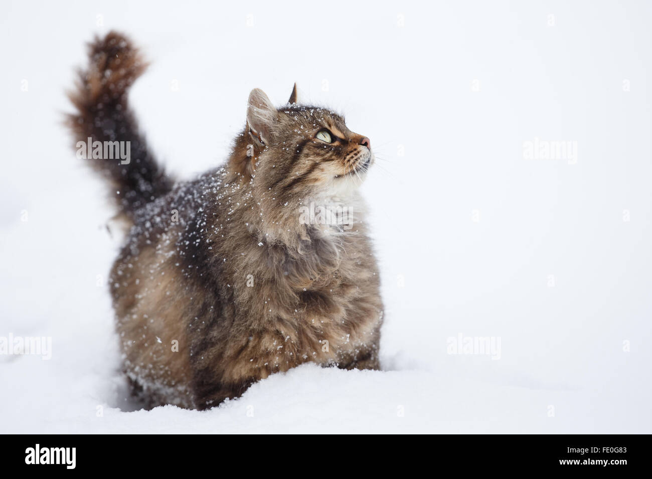 Tabby cat in the snow during snowfall Stock Photo - Alamy