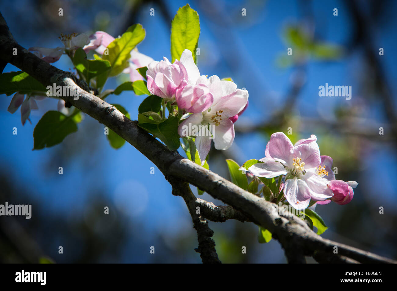 Bunch of flowers of an apple tree hi-res stock photography and images ...