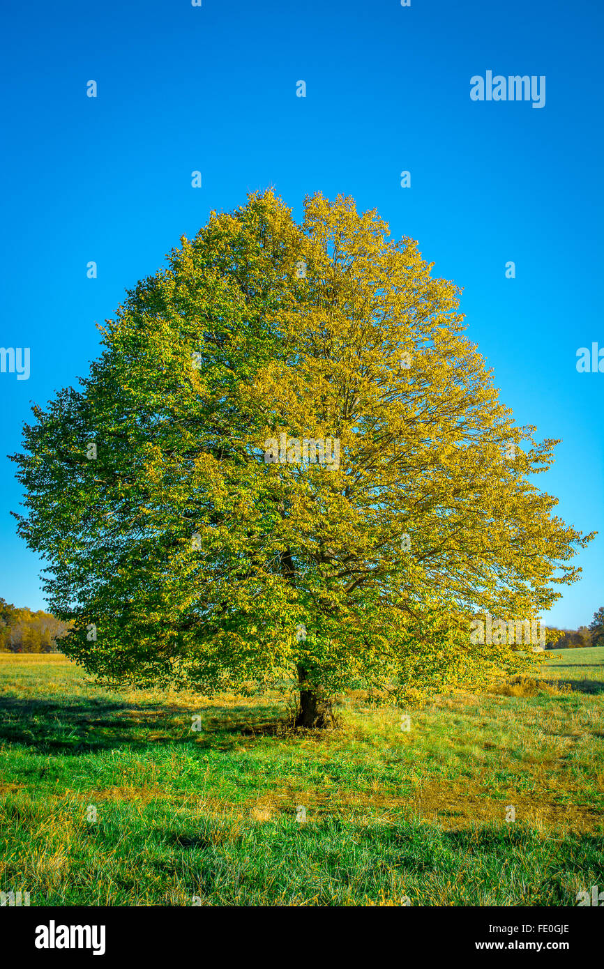 Half trees hi-res stock photography and images - Alamy