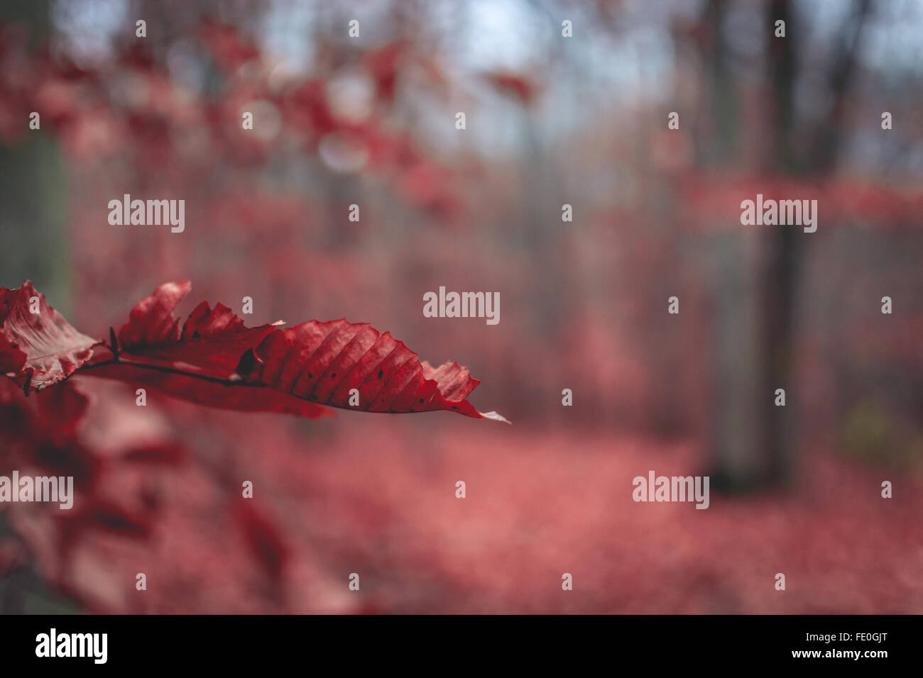 Leaves turning red hi-res stock photography and images - Alamy