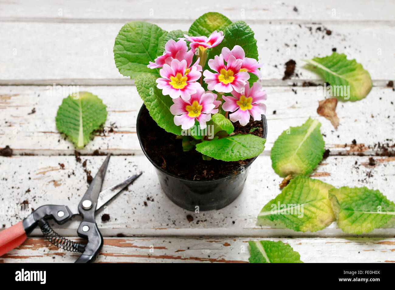 Pink primula flowers Stock Photo - Alamy