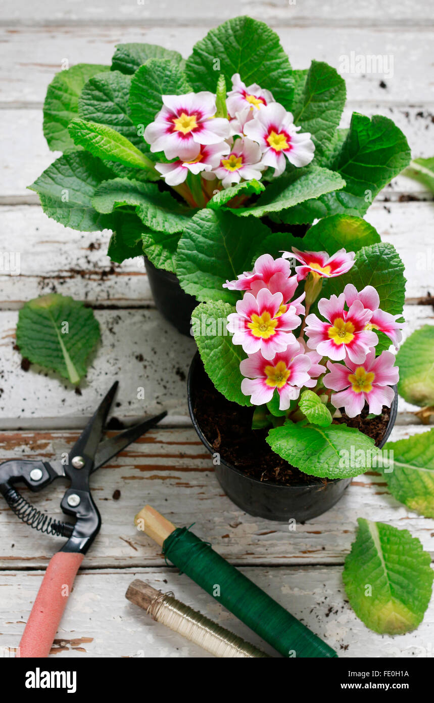 Pink primula flowers Stock Photo - Alamy