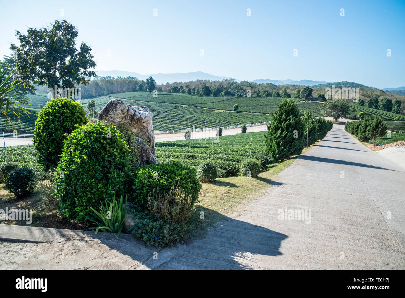 Tea production reportage hi-res stock photography and images - Alamy