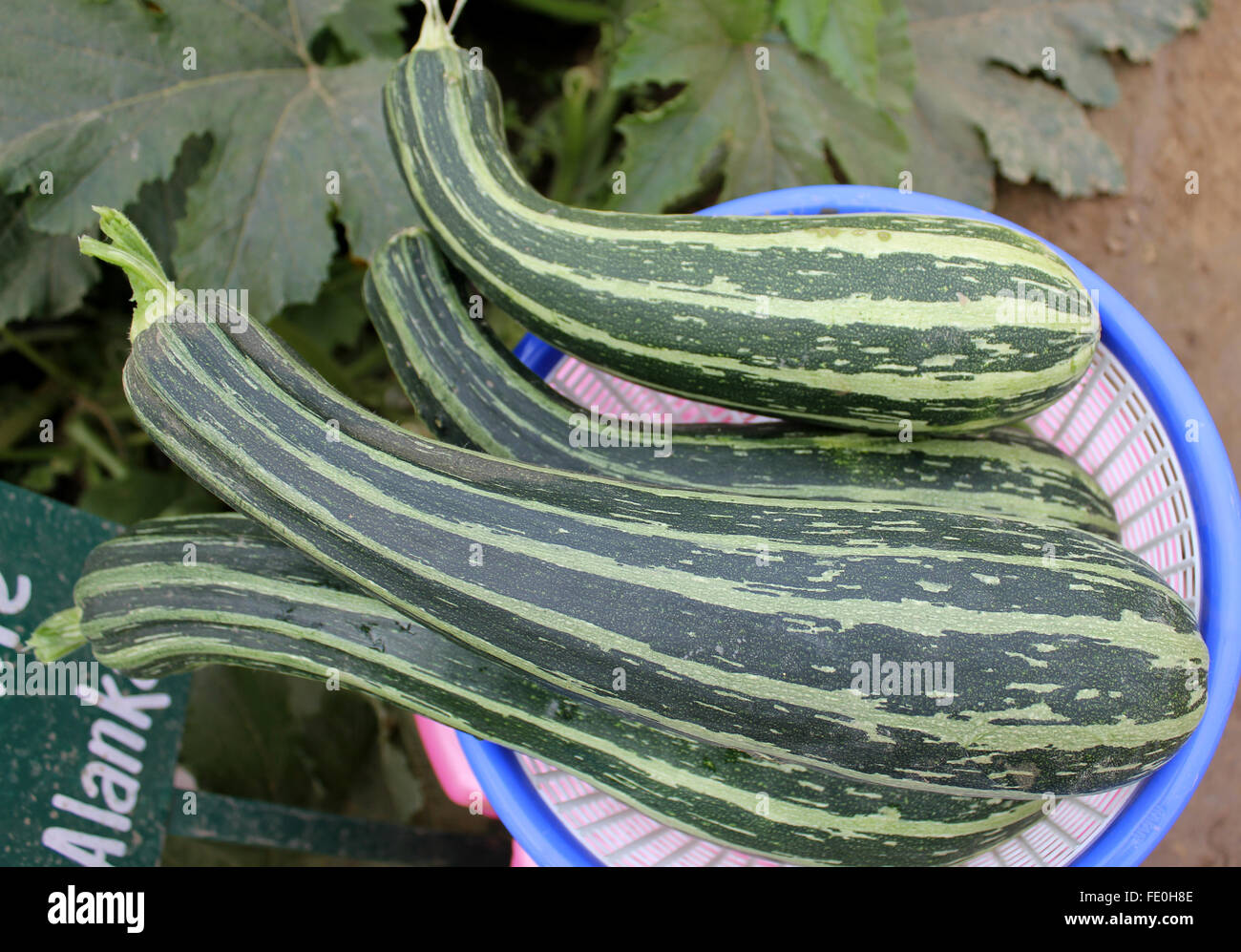 Cucurbita pepo, cultivar PUSA Alankar of squash, with flask shaped ...