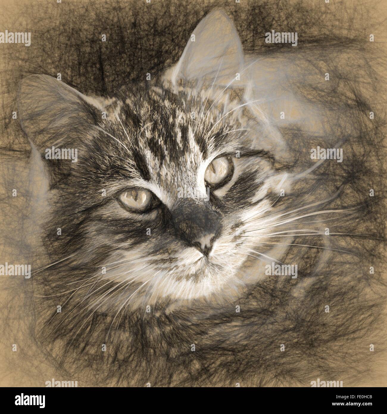 Digital structure of painting. Painted tabby cat Stock Photo - Alamy