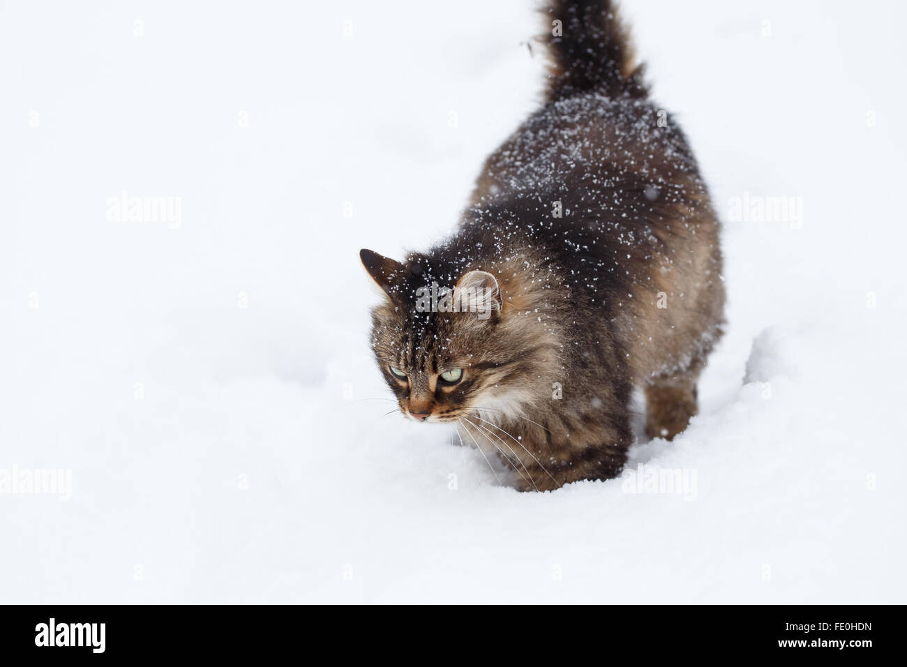Tabby cat in the snow during snowfall Stock Photo - Alamy