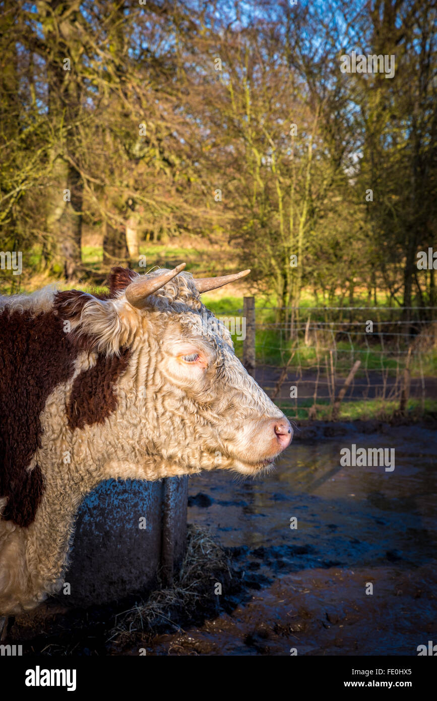 A Horned Cow in a muddy field on a Farm Stock Photo - Alamy