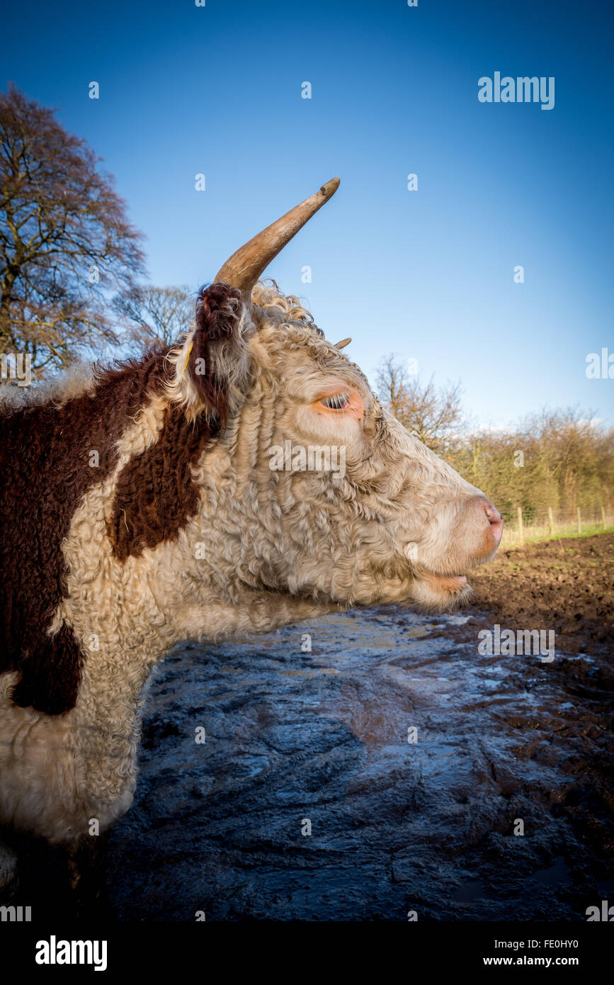 A Horned Cow in a muddy field on a Farm Stock Photo - Alamy