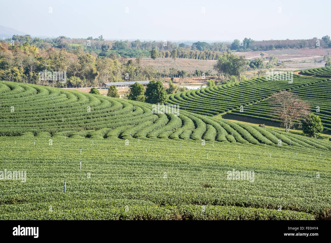 Chiang rai tea plantations hi-res stock photography and images - Alamy
