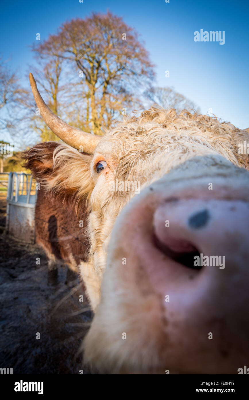 A Horned Cow in a muddy field on a Farm Stock Photo - Alamy
