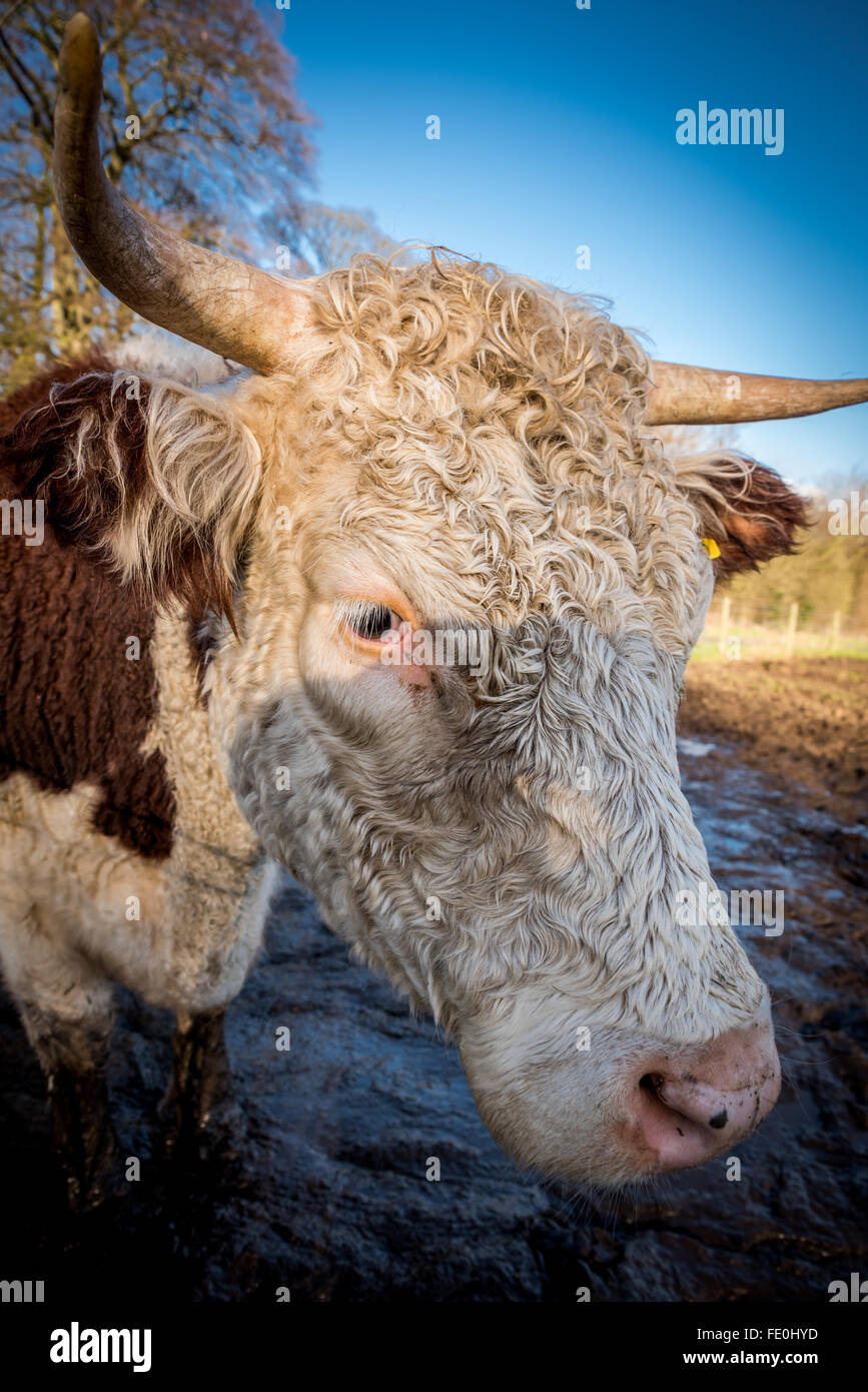 A Horned Cow in a muddy field on a Farm Stock Photo - Alamy