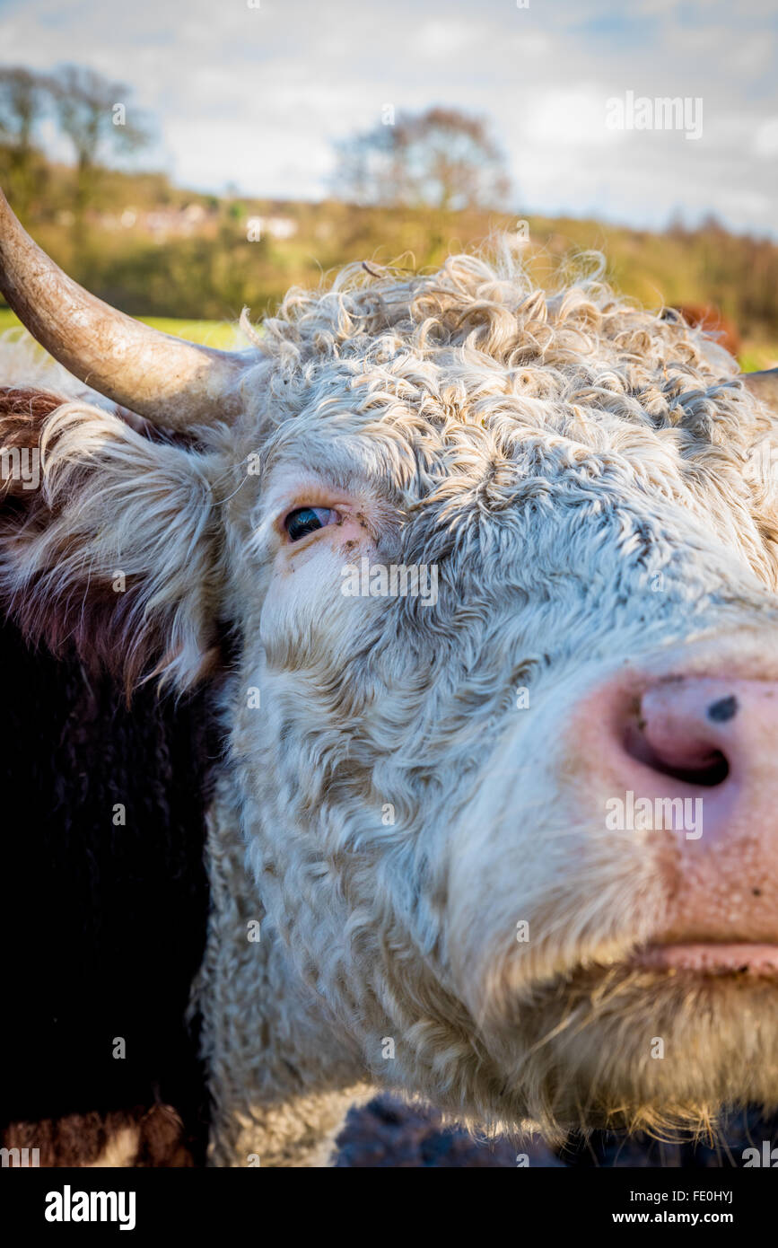A Horned Cow in a muddy field on a Farm Stock Photo - Alamy