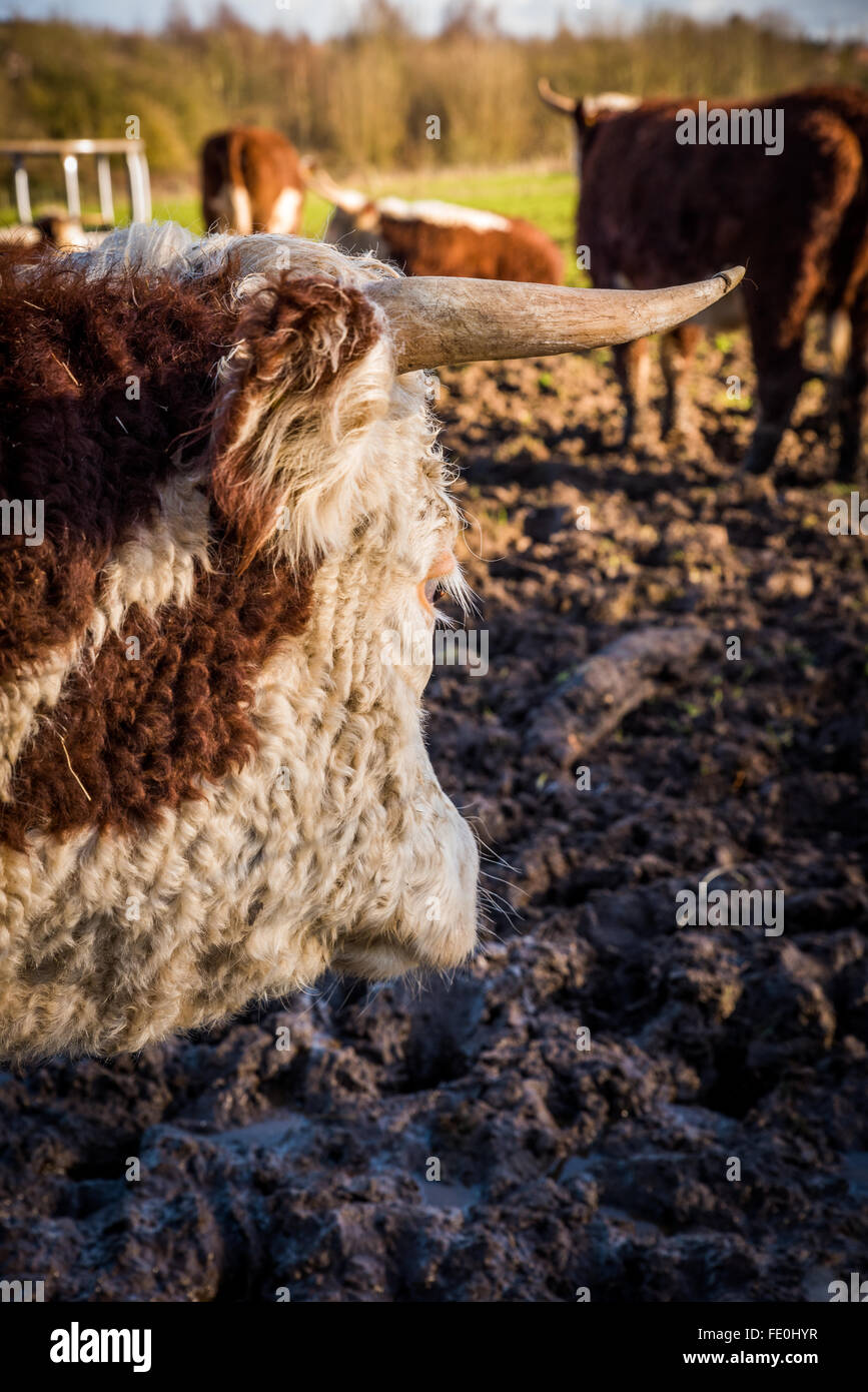 A Horned Cow in a muddy field on a Farm Stock Photo - Alamy