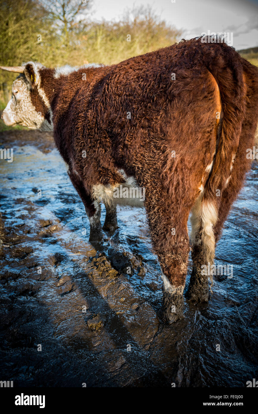 A Horned Cow in a muddy field on a Farm Stock Photo - Alamy