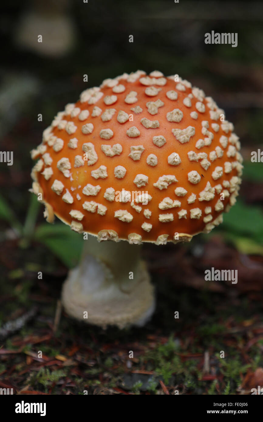 White toadstool hi-res stock photography and images - Alamy