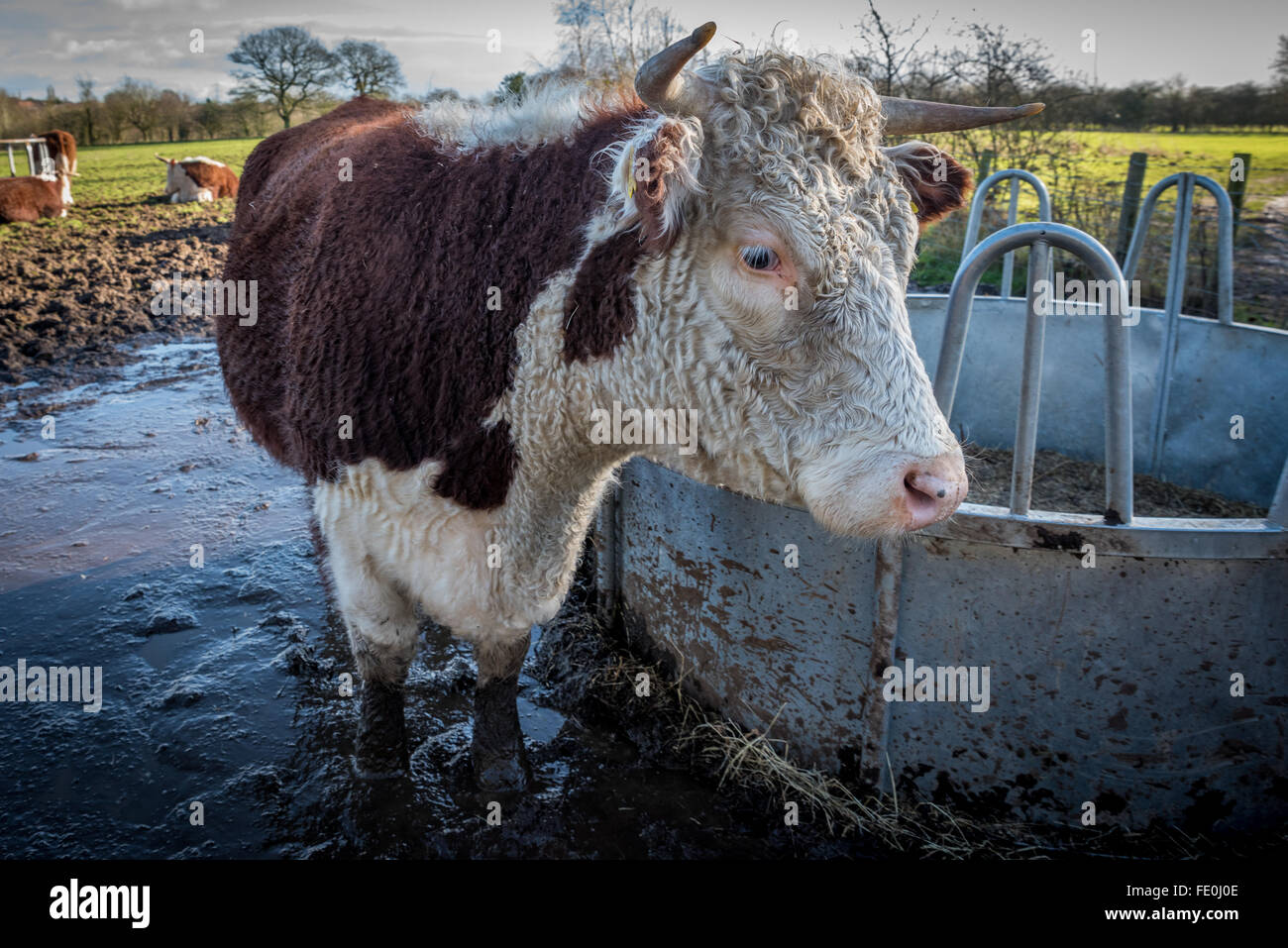 A Horned Cow in a muddy field on a Farm Stock Photo - Alamy