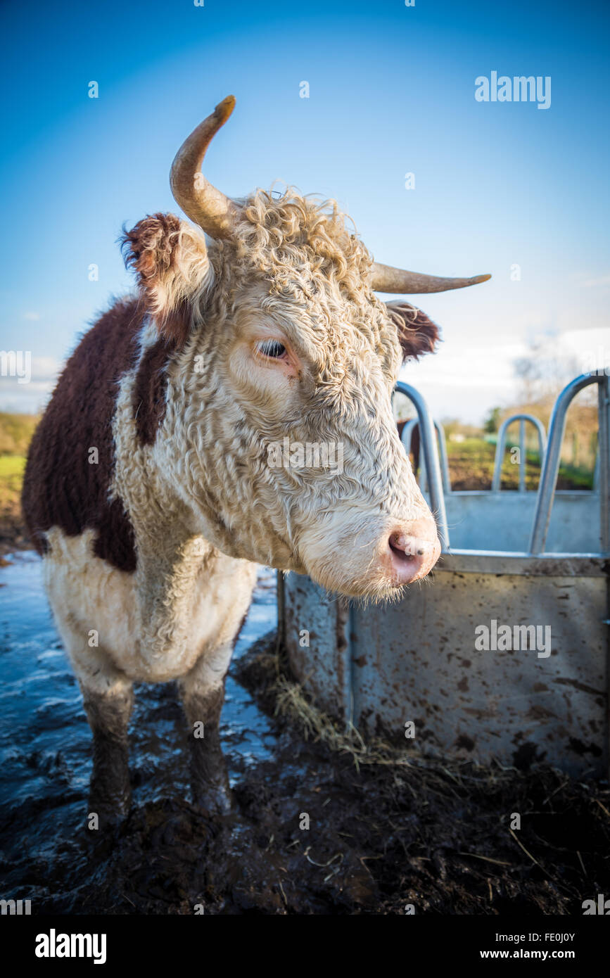 A Horned Cow in a muddy field on a Farm Stock Photo - Alamy