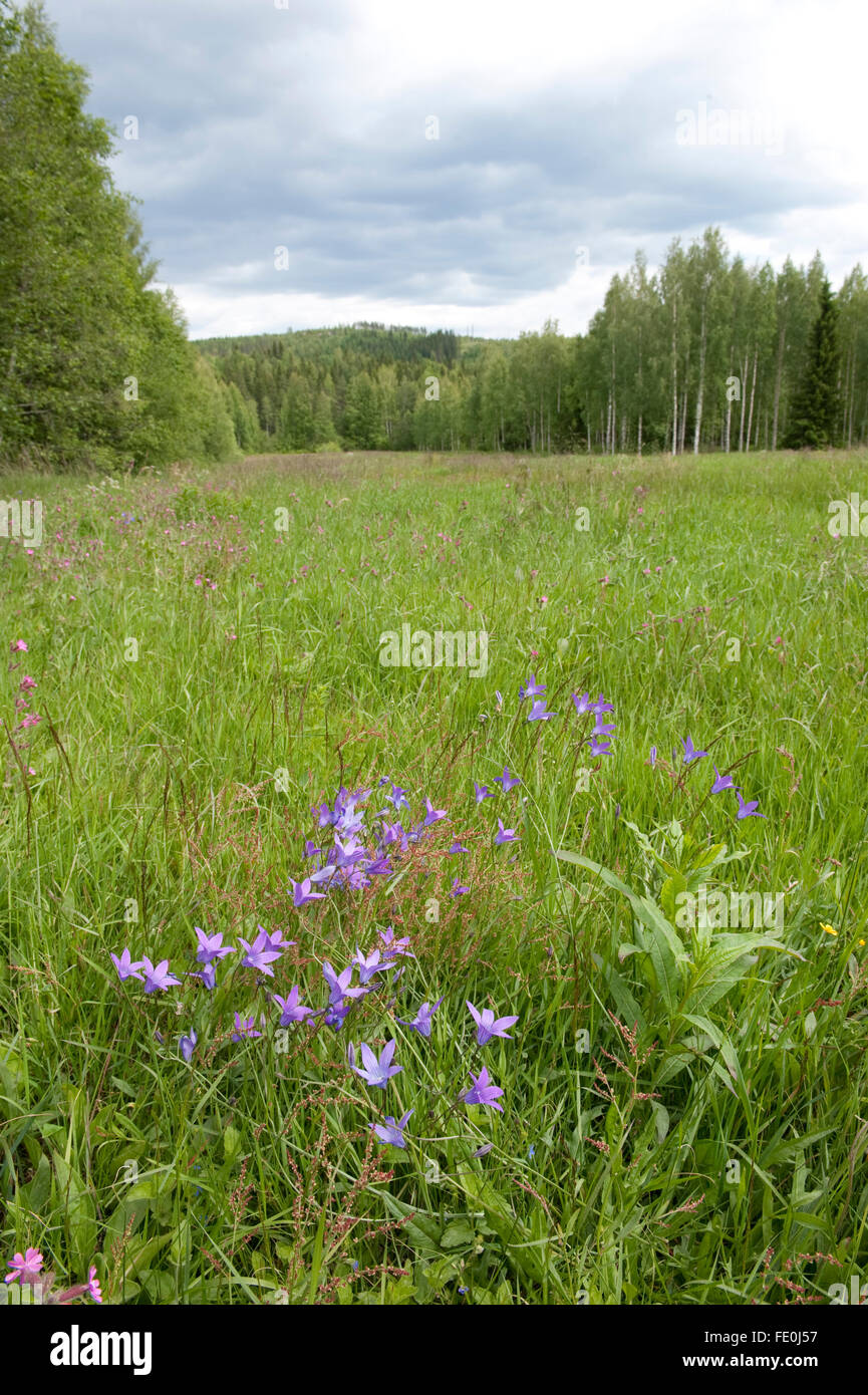 National flower of finland hi-res stock photography and images - Alamy